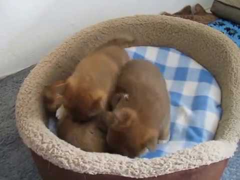 Shiba inu puppie's morning show - YouTube