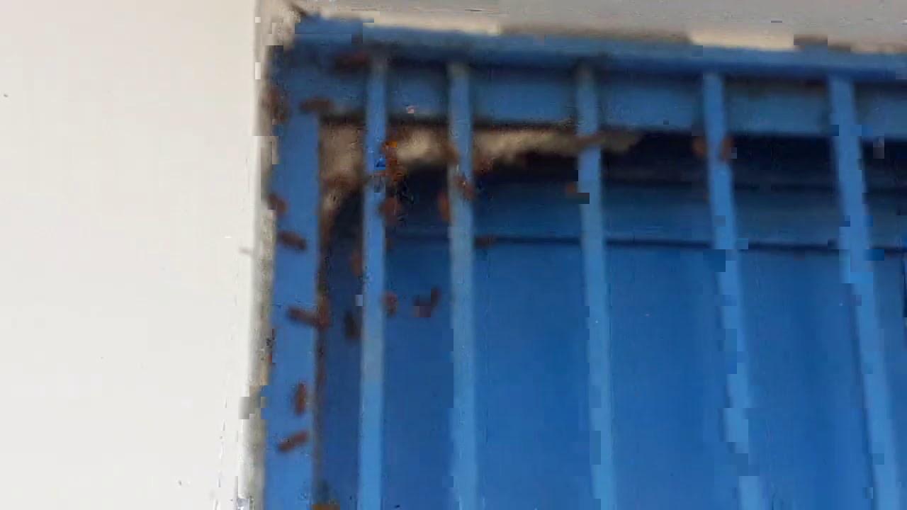 Madhu makkhi/honey bee/barraiya/tataiya ka chhatta - YouTube