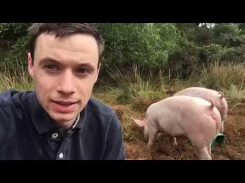 Pigs working hard on the farm - YouTube