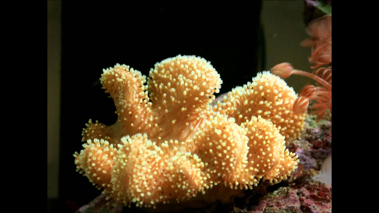 Toadstool Coral