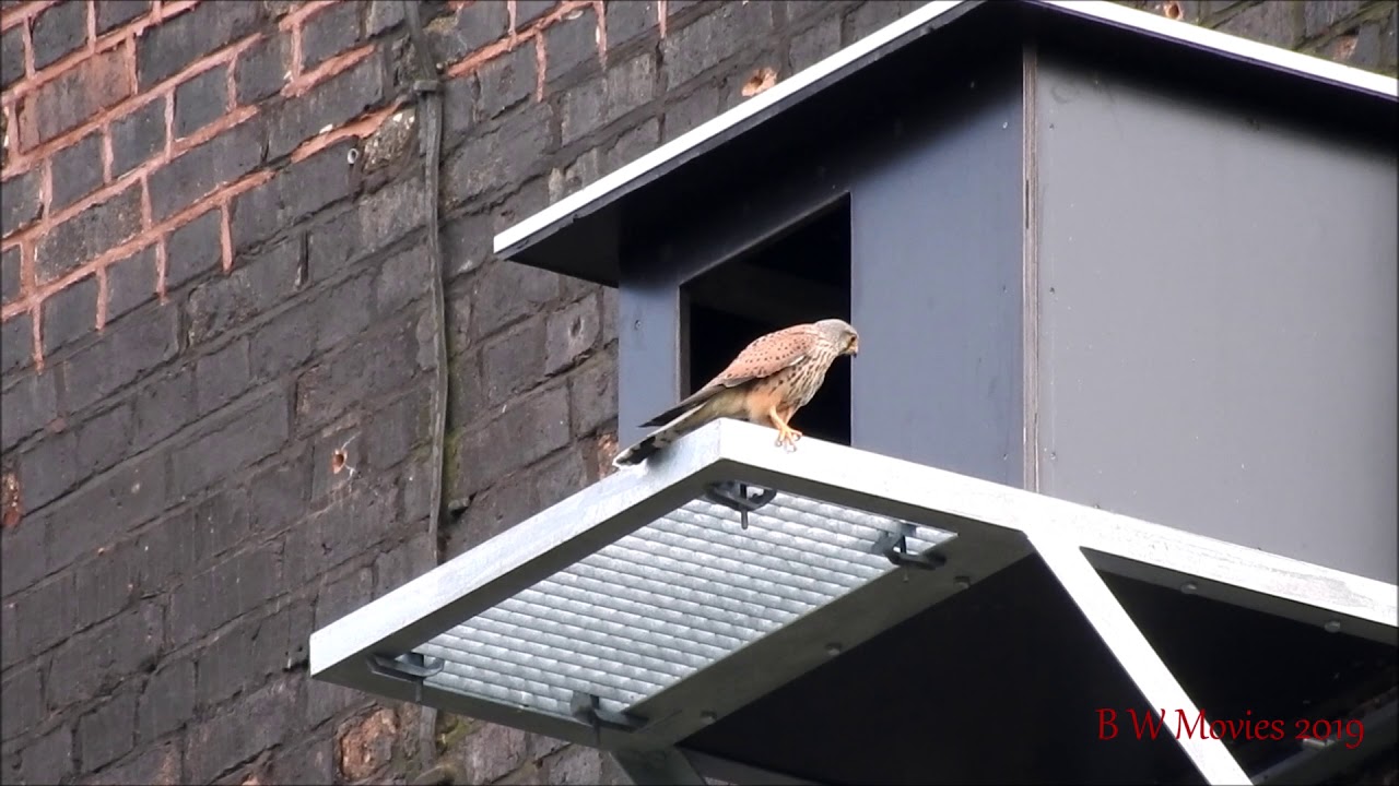 Stirchley Chimney Kestrels Part 1 - YouTube