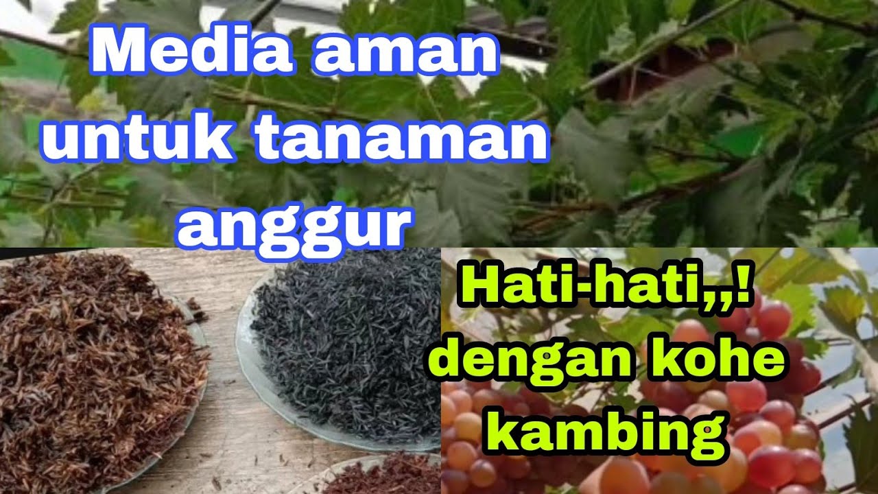 Cara Membuat Media Tanaman Anggur Rumahangguralhakim Youtube