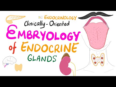 How Do Glands Develop Embryologically