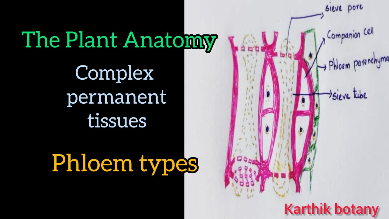 Chapter 9 Complex permanent tissues | Phloem and Phloem types |கூட்டு ...
