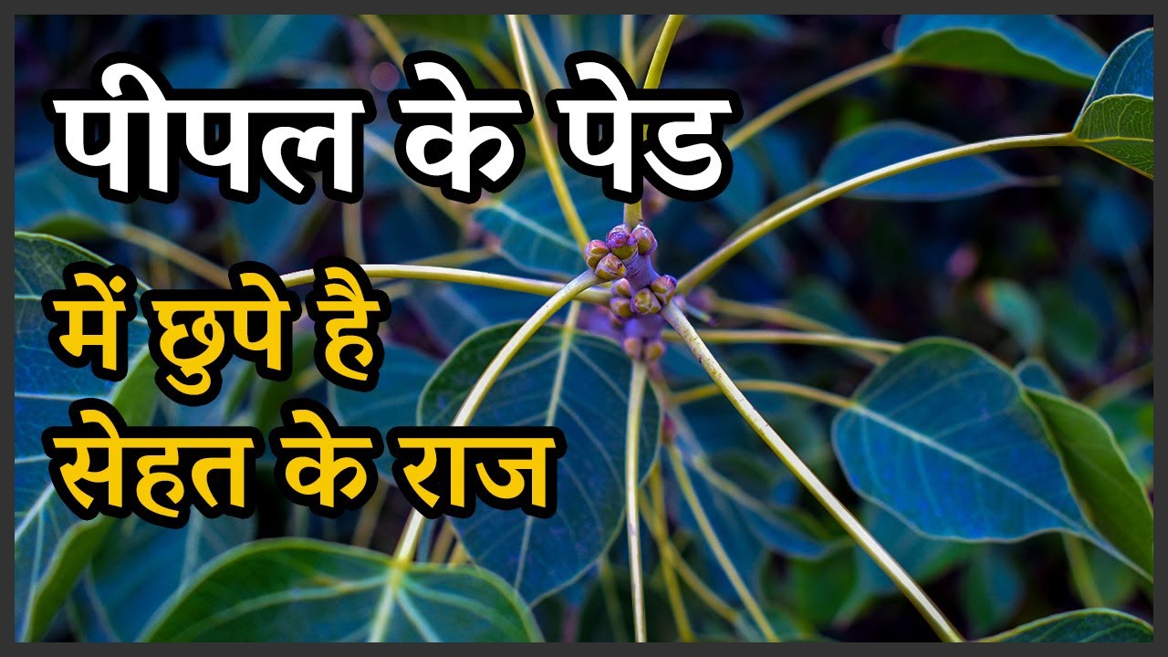 पीपल के पेड़ के फायदे जानकार दंग रह जायेंगे आप │ Peepal(Pipal) Ke Ped ...