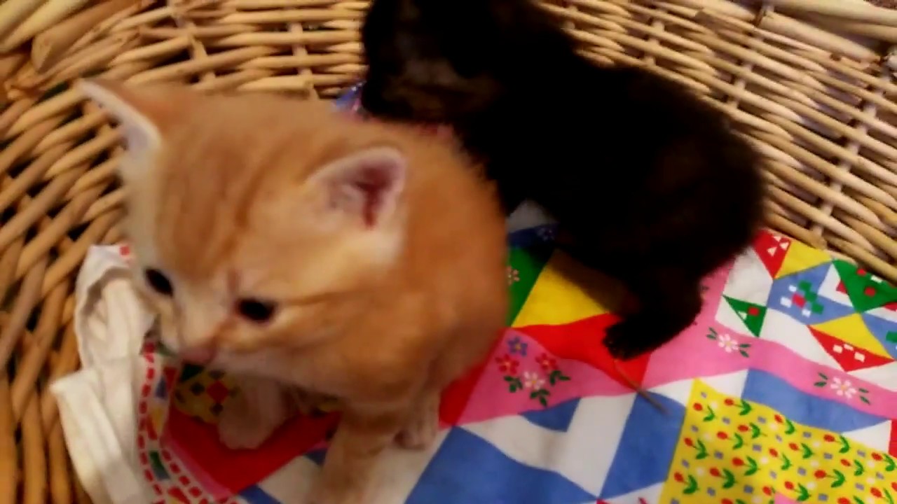 cute kittens playing | gattini che giocano - YouTube