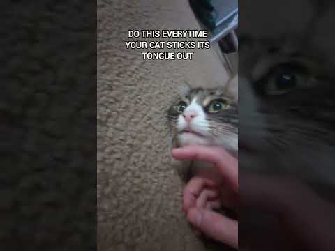 Cat doing batty lip burble - YouTube