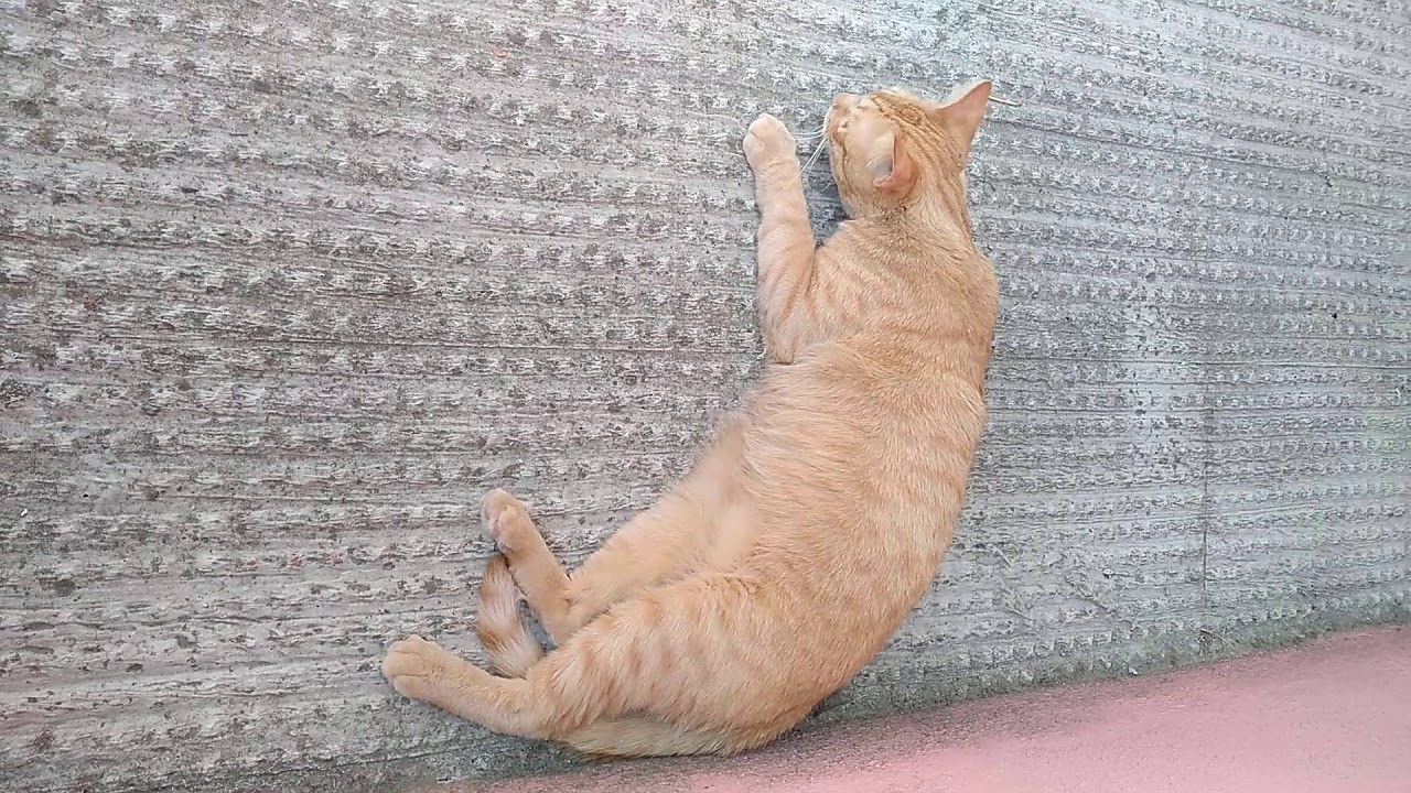 Goose The Cat 35 - YouTube