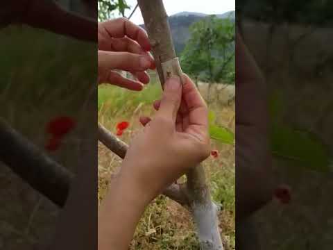 Göz aşısı nasıl yapılır ? - Herbişi