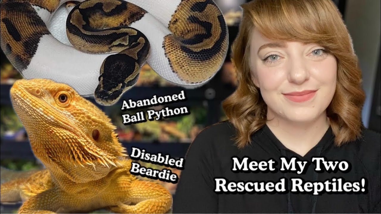 Meet My Disabled Bearded Dragon AND Ball Python! - YouTube