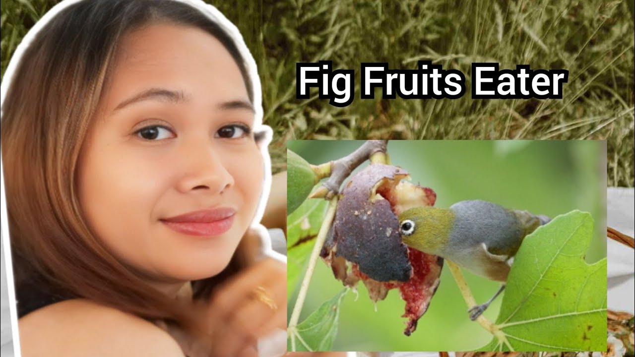 NAG HANAP AKO NANG HINOG NA FIG FRUIT YUN PALA NAUNAHAN AKO NANG MGA ...