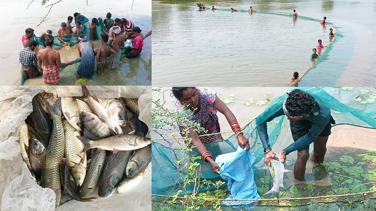 Amazing Big Net Fish Catch || Group Fish Catching || Subash Tandi Vlogs ...