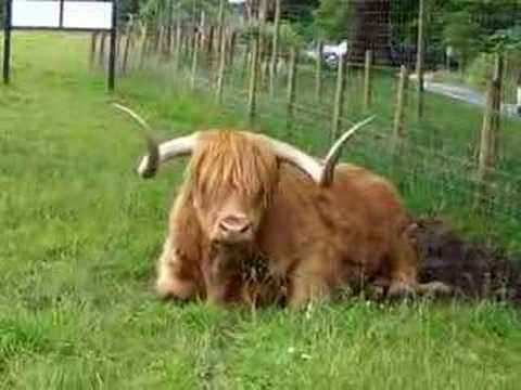 Hamish- Scotland highland bull - YouTube