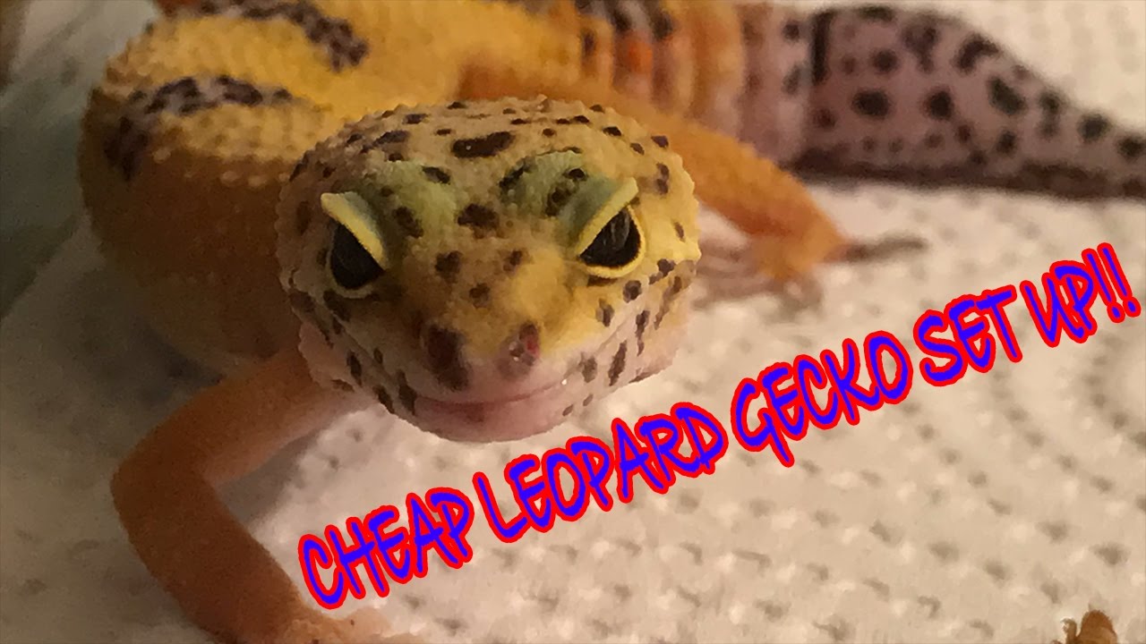 CHEAP LEOPARD GECKO SET UP!! - YouTube