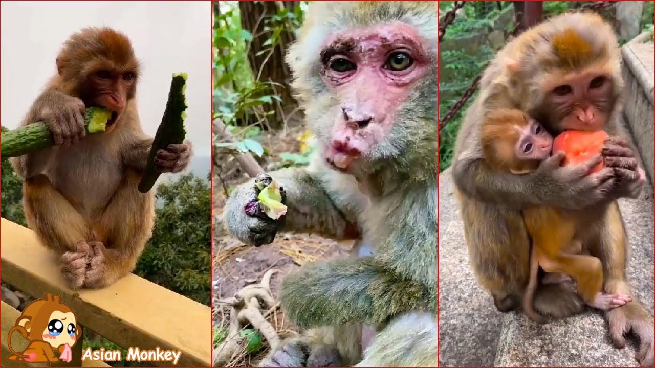 Bring food to the wild monkeys, they are so hungry because there is no ...