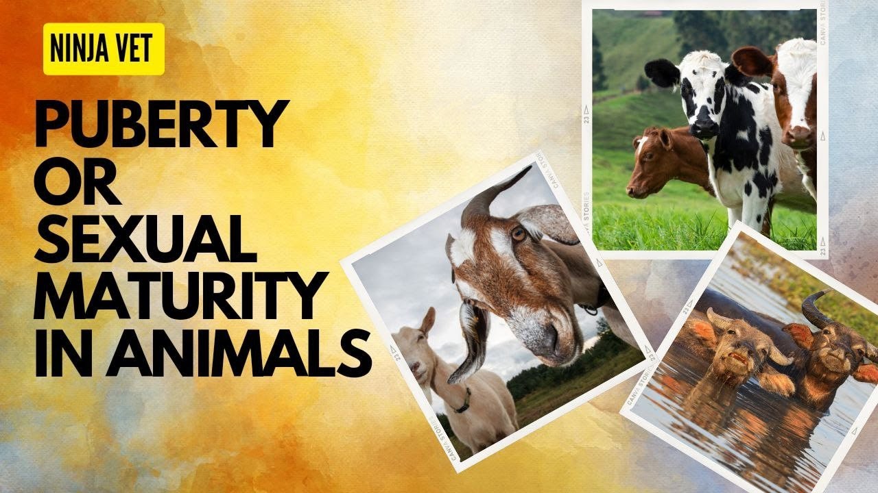 PUBERTY VETERINARY GYNECOLOGY - YouTube