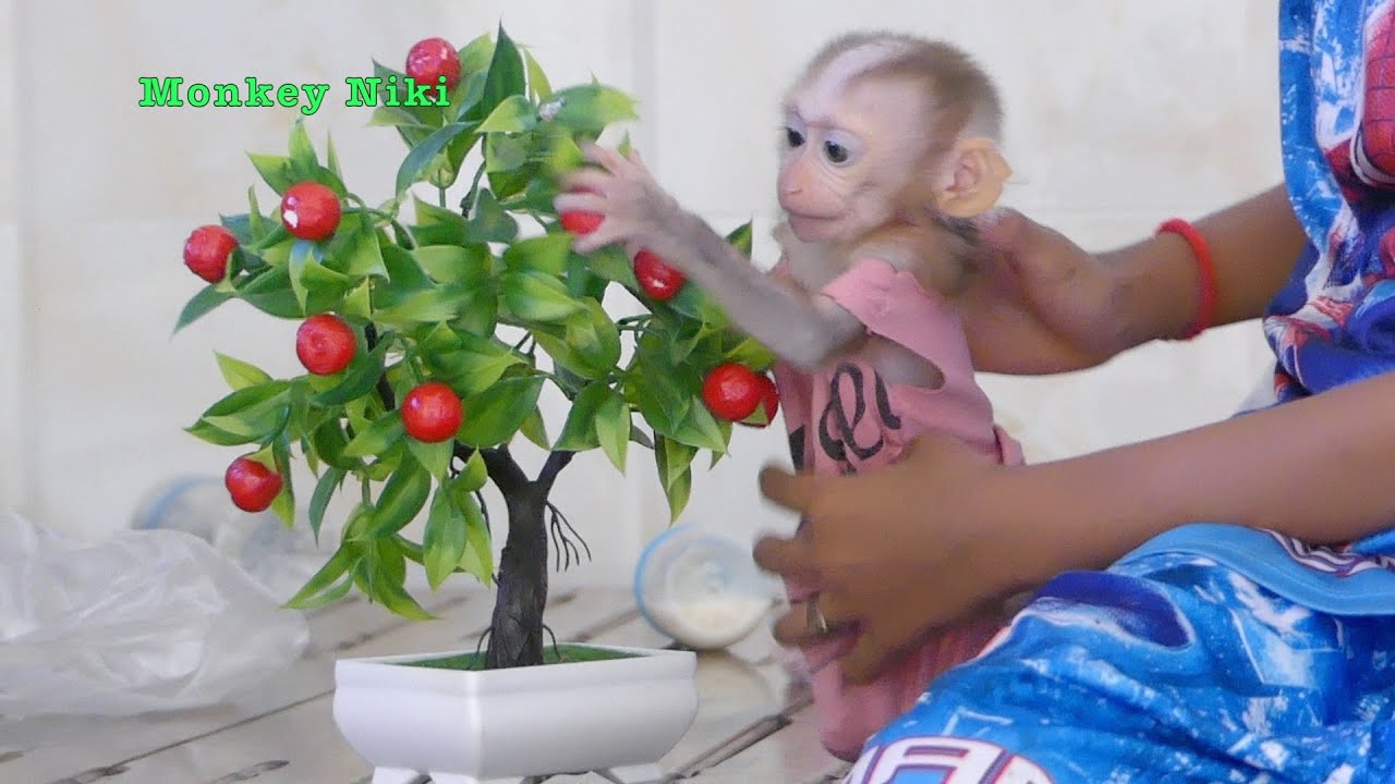 Baby monkey Alan Is Playing With Apple Tree The Plastic - YouTube