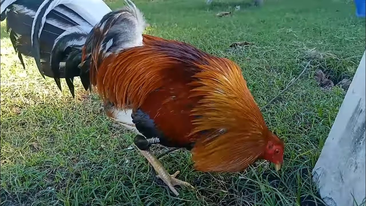 KILATISIN NATIN ANG MGA WINNING LINE NA MGA MANOK (Part 3) - YouTube
