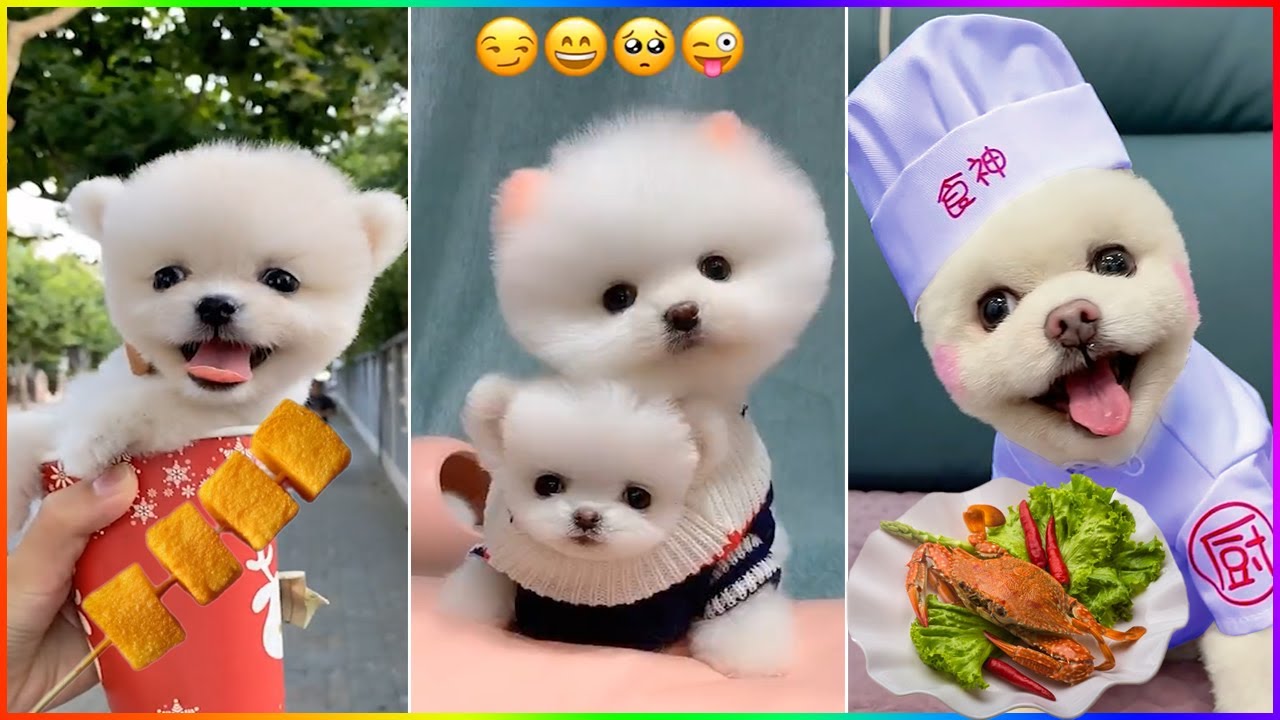 Funniest and Puppy Dogs | Cute Little Pet - YouTube