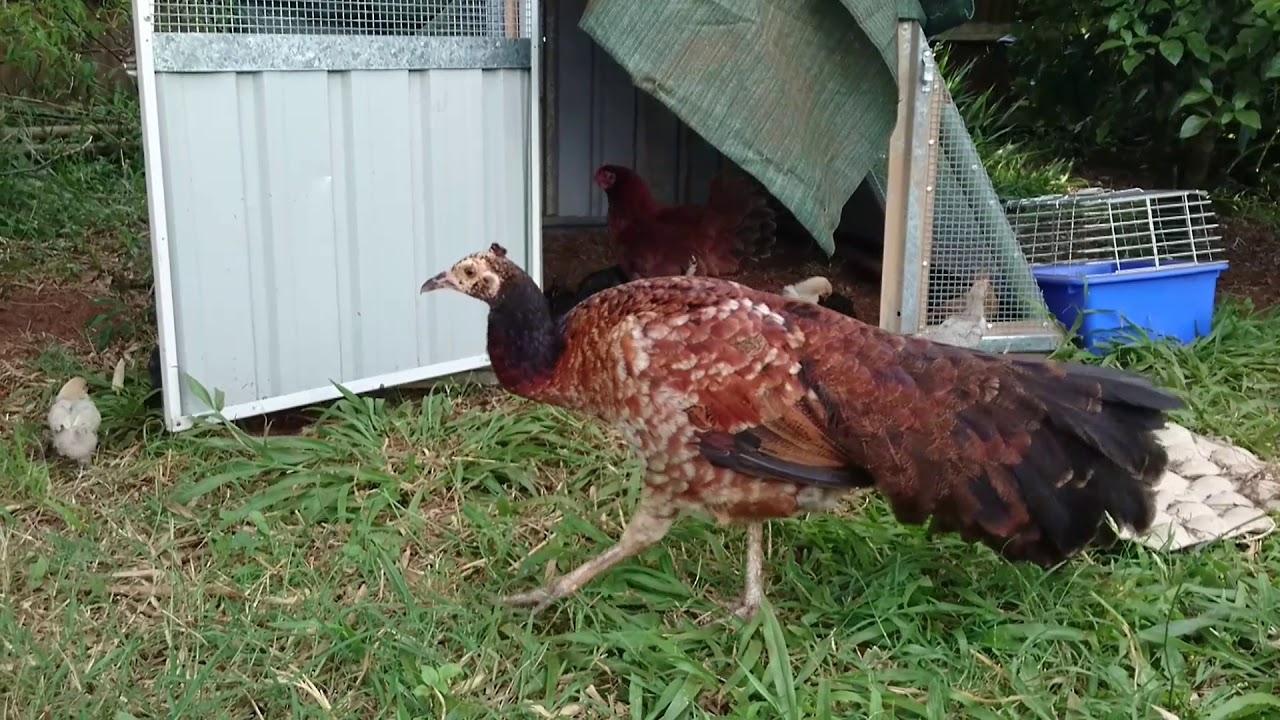 Peacock Chicken Hybrid