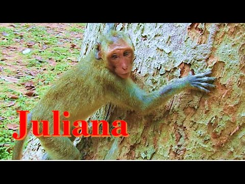 juliana monkey eat Termite insect for Breakfast ... Has has - YouTube