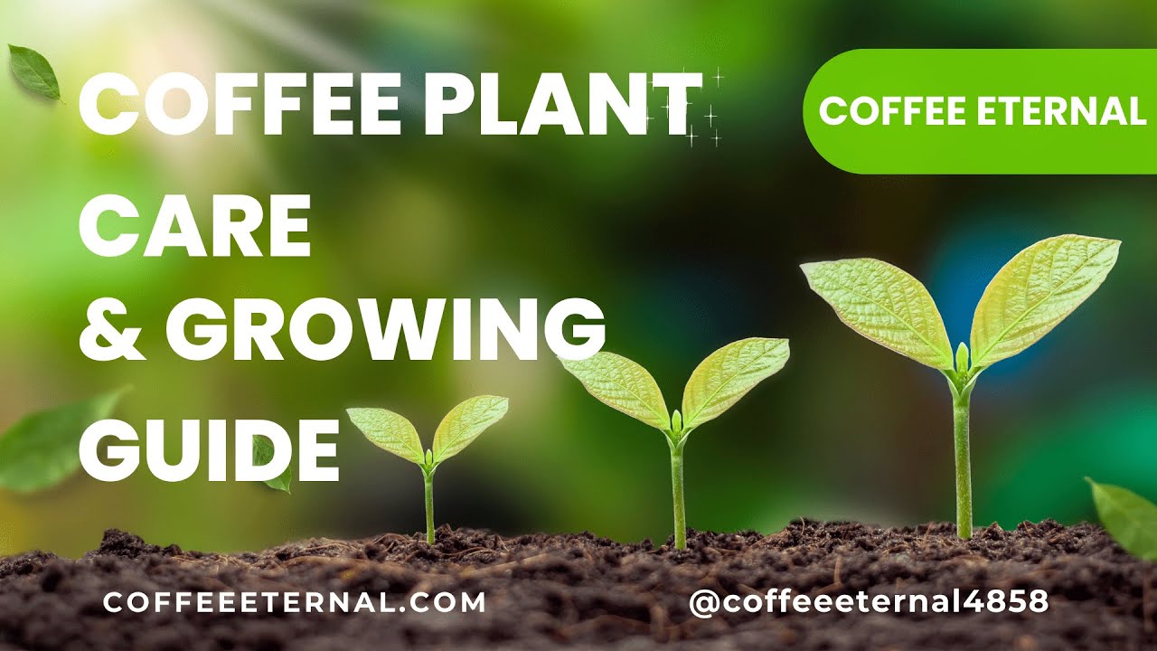 🟢🔆 Coffee Plant Care & Growing Guide | Coffea Arabica 🥃🔯 - YouTube