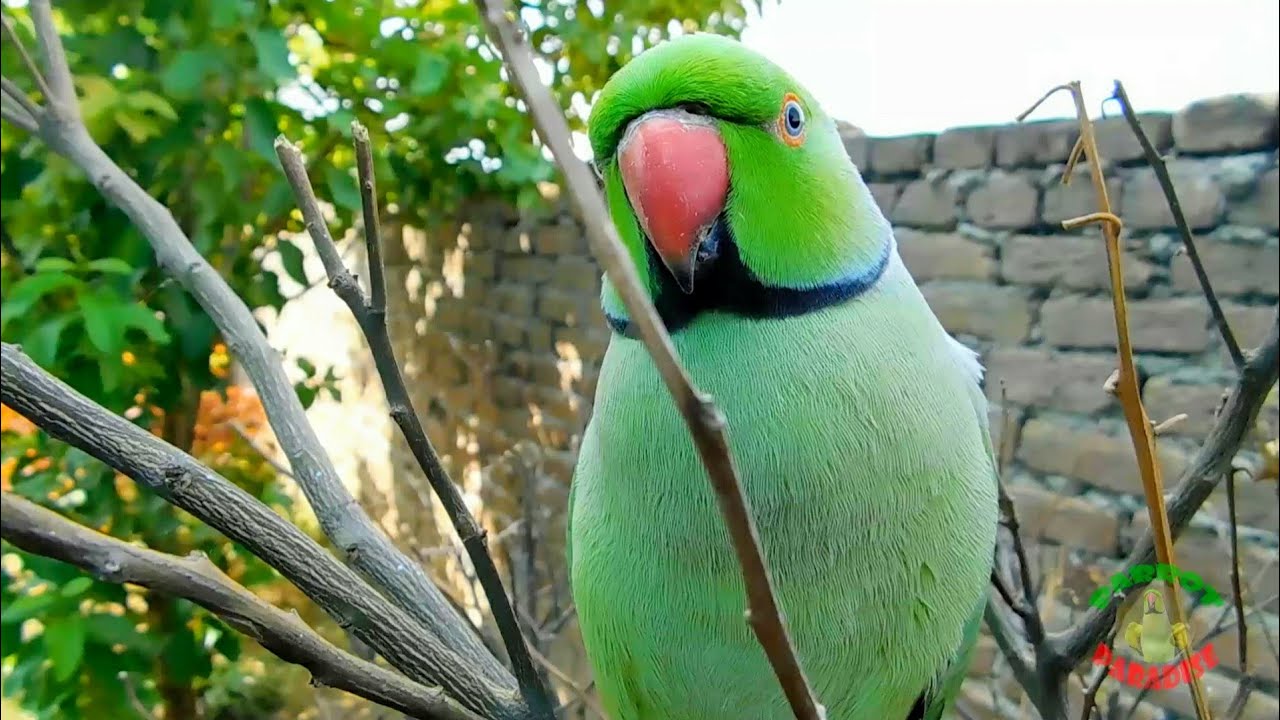 Parrots Playing on Tree - YouTube