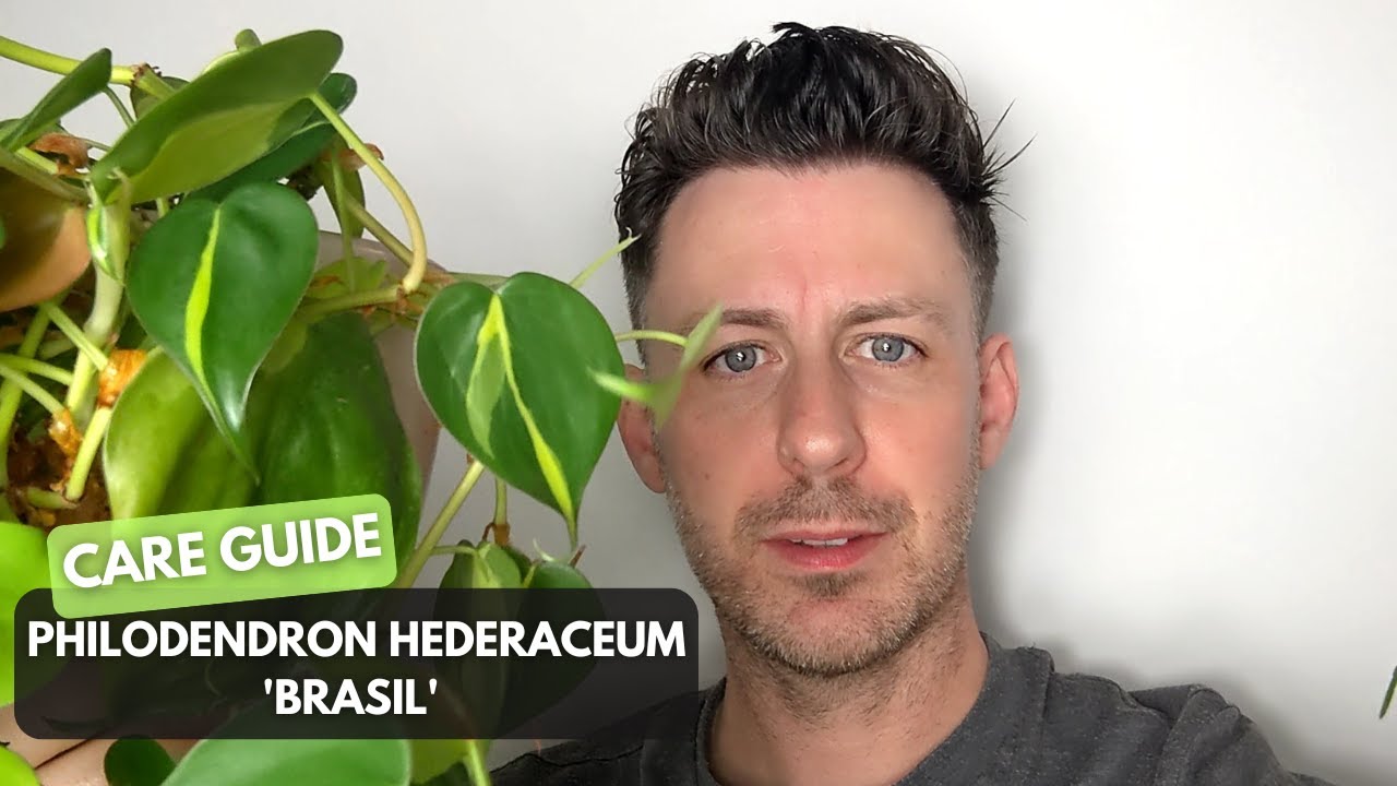 Philodendron hederaceum Brasil Care Guide and Growing Tips - YouTube
