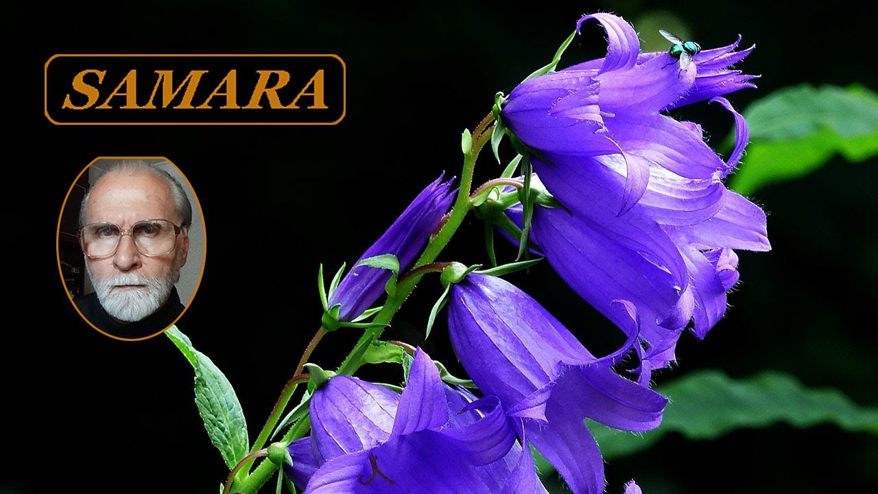 Samara. The Botanical Garden. June 2024. 24. & Самара. Ботанический сад ...