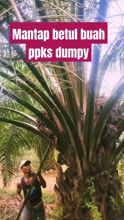 buah PPKS dumpy #sawit_unggul #ppkssimalungun - YouTube