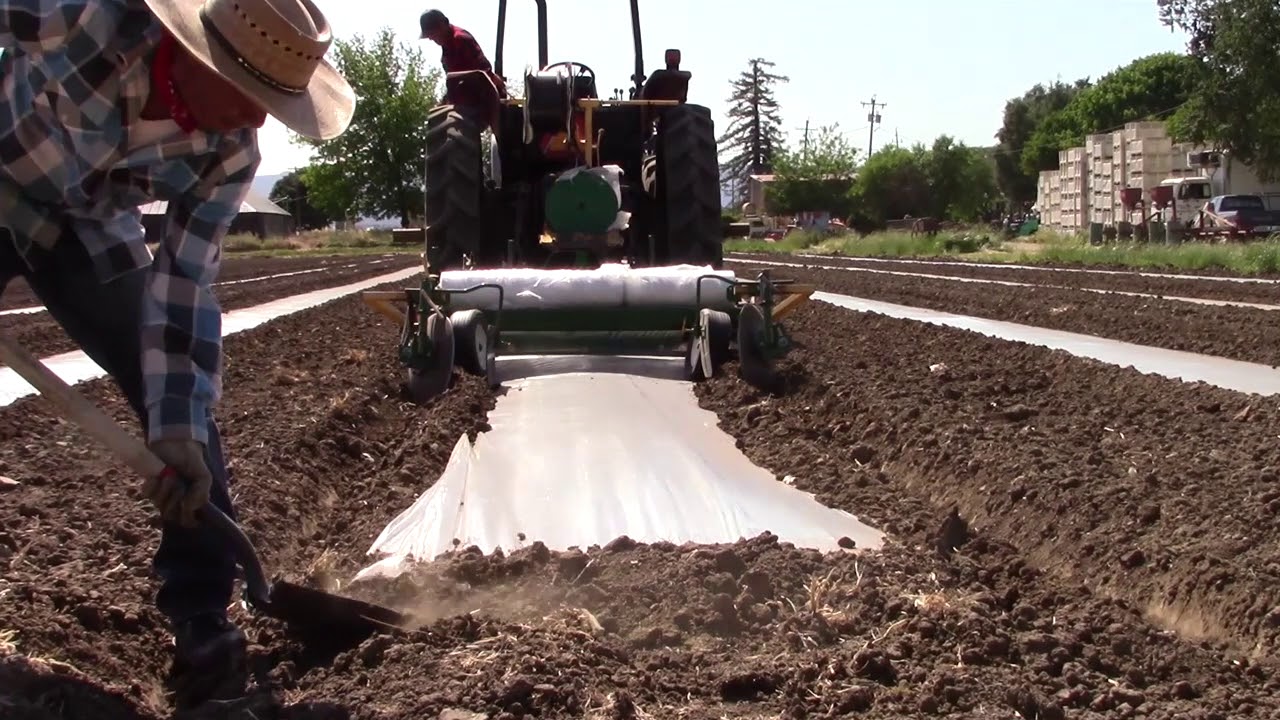 Laying Plastic for Soil Solarization - YouTube
