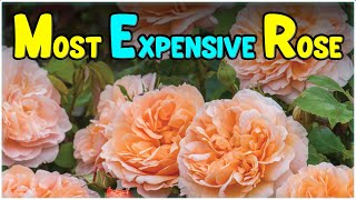 Most Expensive Rose in the World | Juliet Rose Cultivation