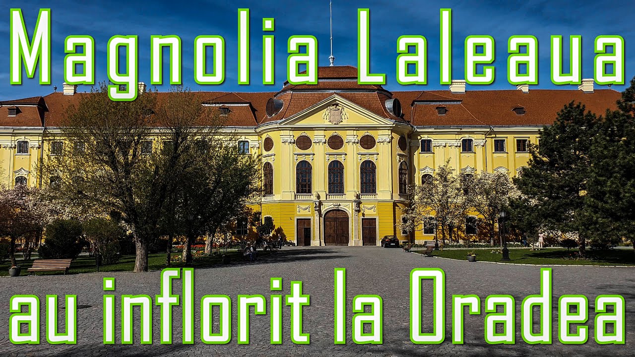Magnolia Laleaua au inflorit , Palatul Baroc din Oradea , Flori - YouTube