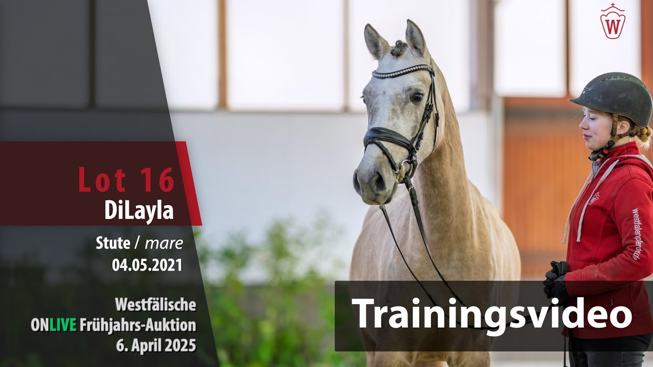ONLIVE Frühjahrs-Auktion Training Lot 16 DiLayla Stute v. Dimension AT ...