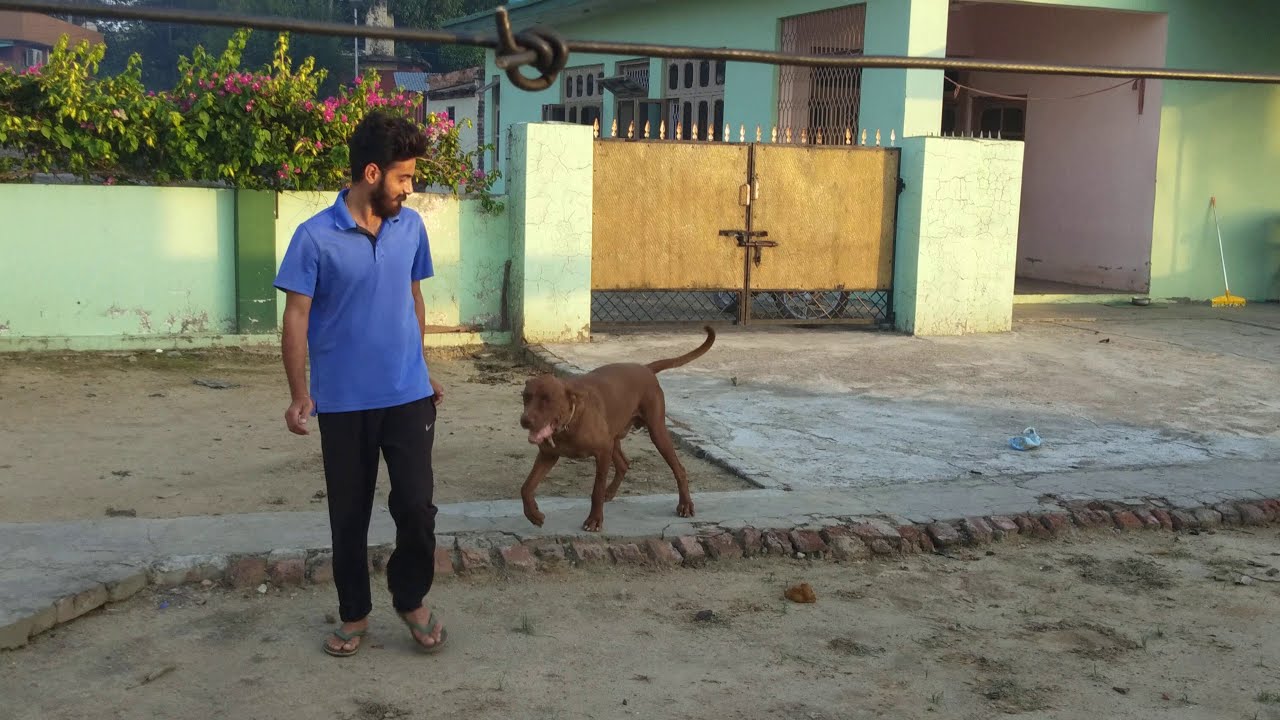 Mixed breed - Neapolitan Mastiff and Rottweiler ||Jackson | Oscar the ...