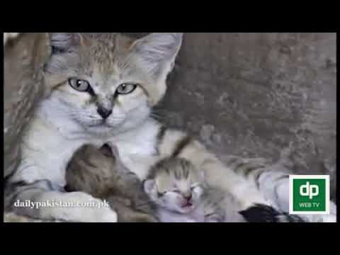 Humm sab ko 5 waqt ki namaz ada karni chahiay