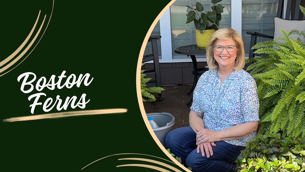 How to Care for Boston Ferns | Home with the Halsteads - YouTube