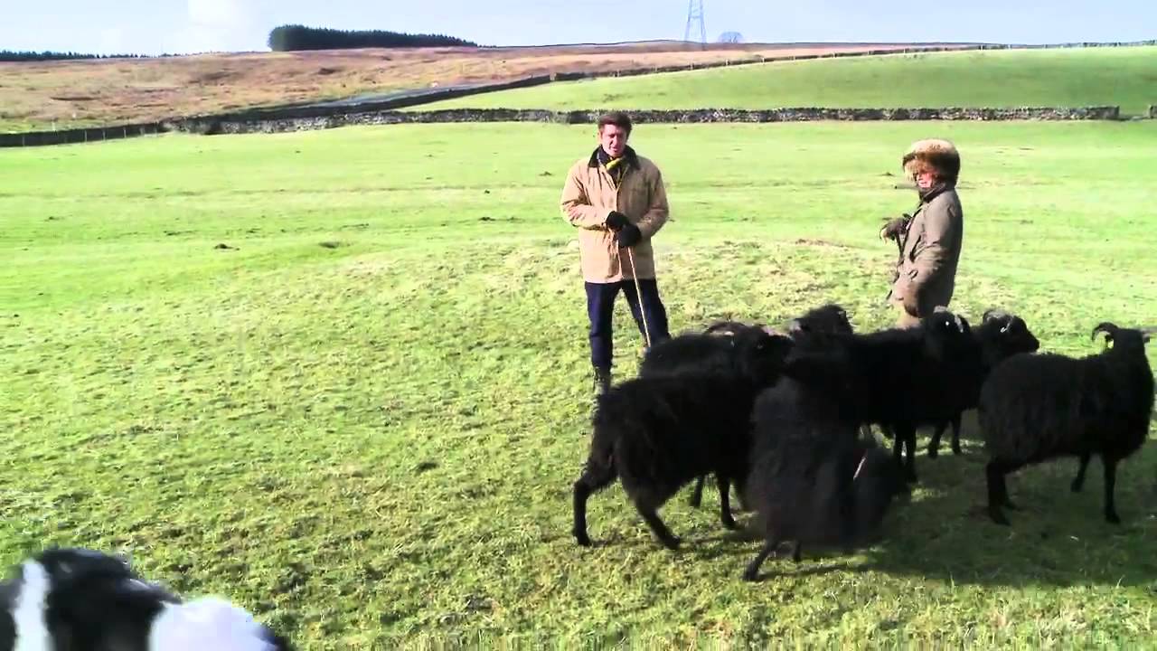 One woman and her dog: A sheepdog handling course in Cumbria - YouTube