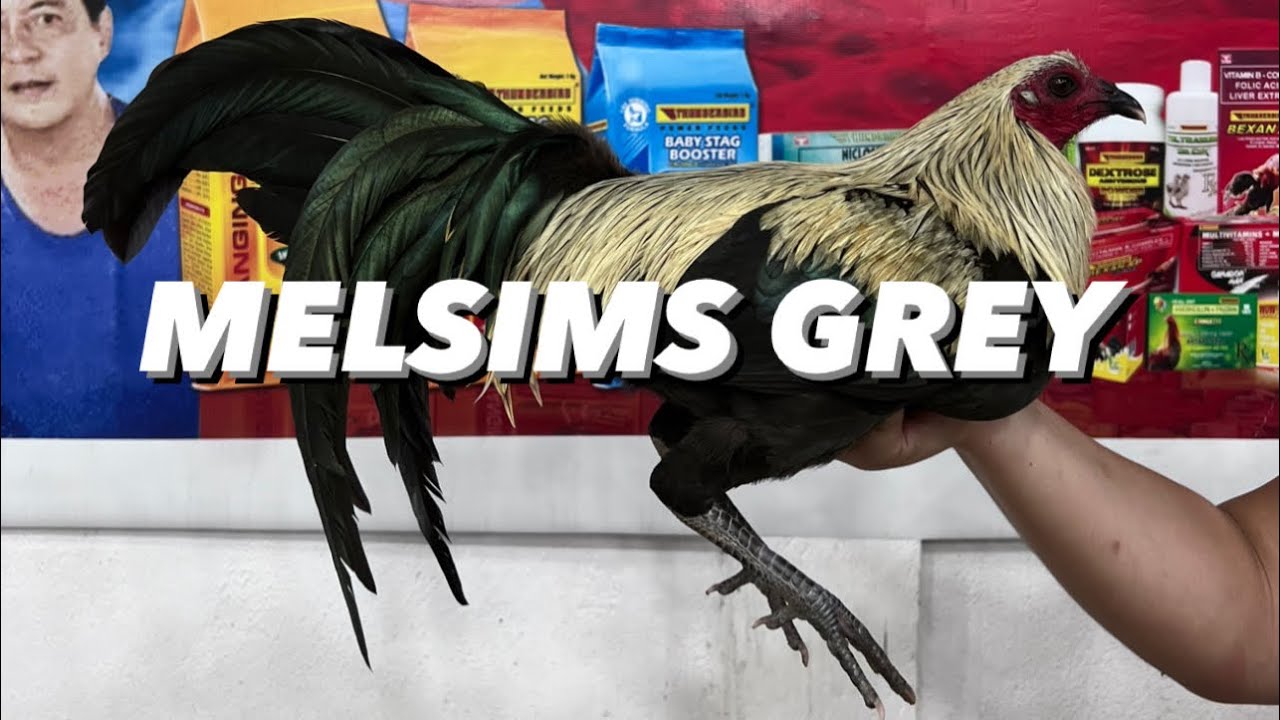 Mel Sims Grey of Oronce Brothers - YouTube