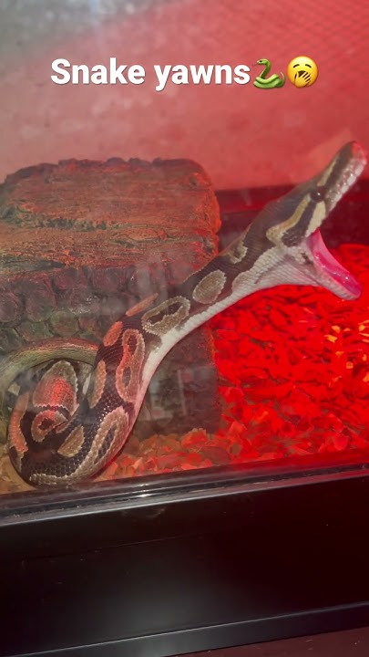 Funny video of my ball python yawning plus sound effects #shorts #yawn ...