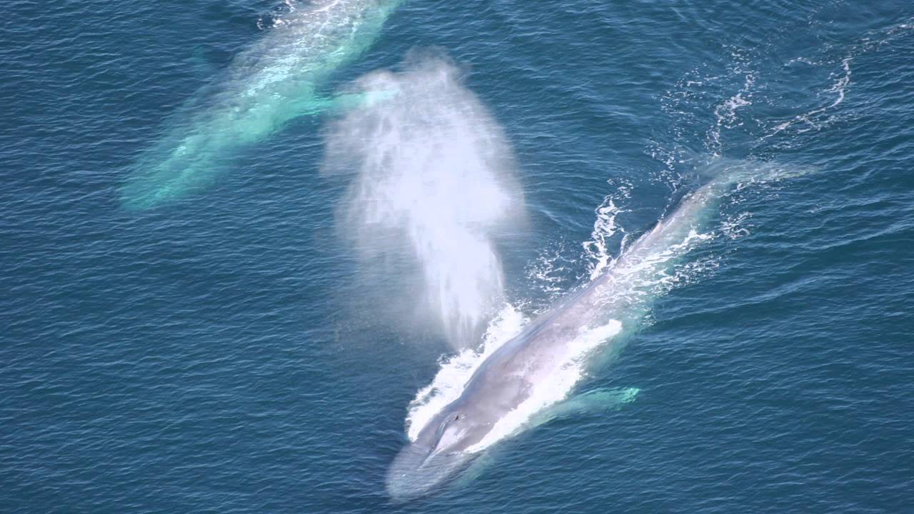 Ships vs Whales Director's Cut - YouTube