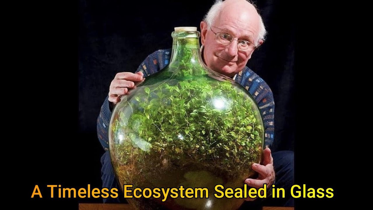 A Timeless Ecosystem Sealed in Glass - YouTube
