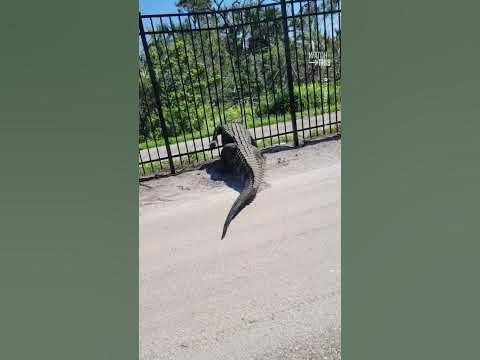 Giant FL Alligator Bends Metal Bars While Walking Through Country Club ...
