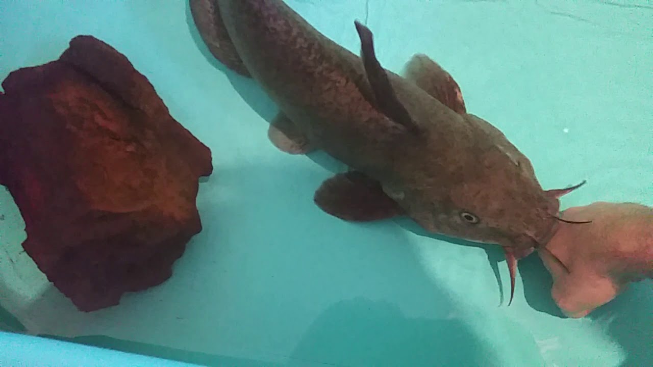 Very big inquisitive eel tailed catfish - Tandanus - YouTube