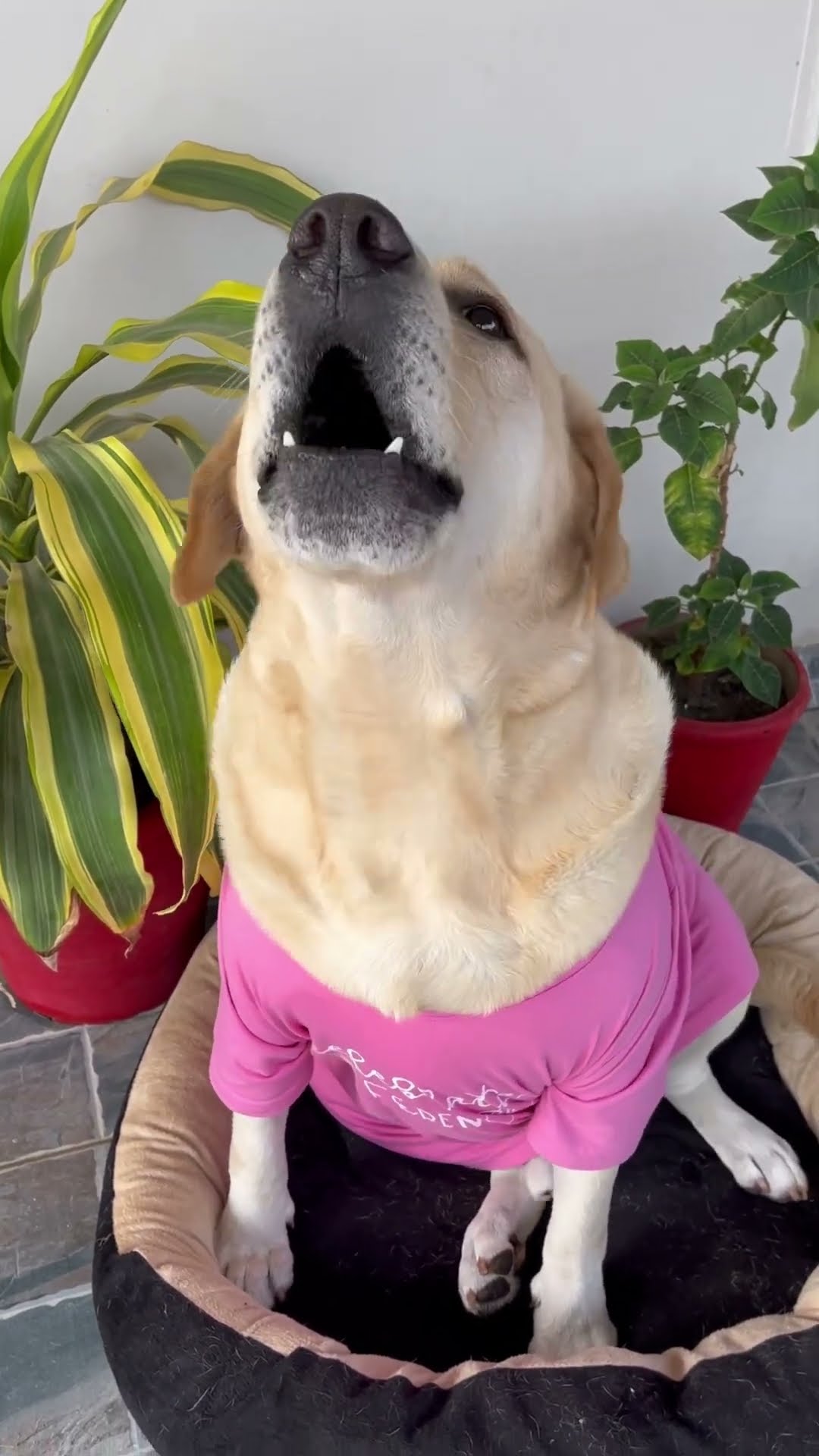 Such hi to hai …..😂😂 #funny #comedy #dog #shots #fun - YouTube