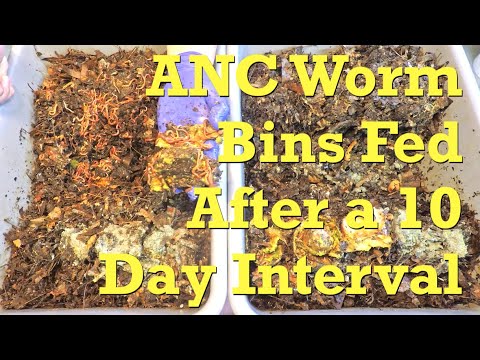 Day 52 in the twin African nightcrawler worm bins - vermicompost - YouTube