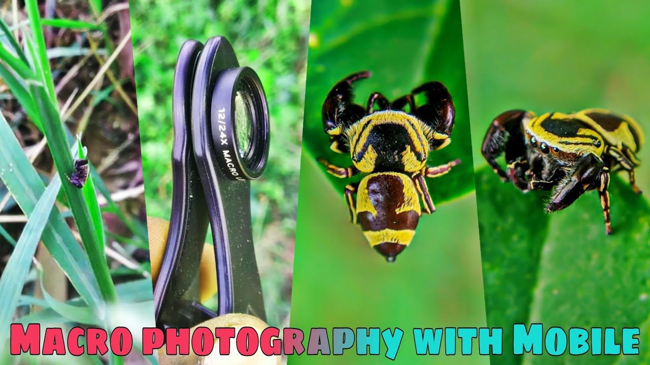 Macro Photography with Mobile | Rhene flavicomans jumping Spider - YouTube