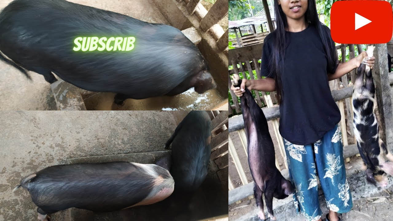 Pig farming in nagaland // pig farm in assam // pig farming assam - YouTube