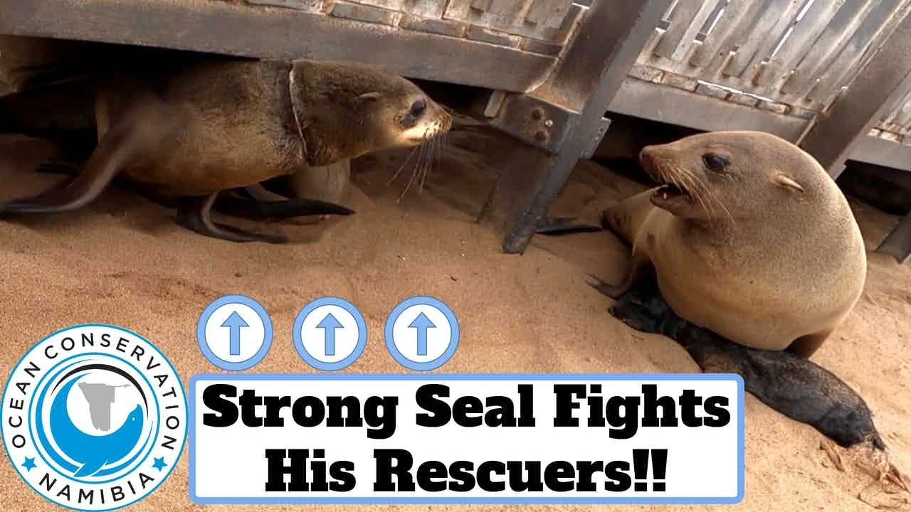 Strong Seal Fights His Rescuers - YouTube