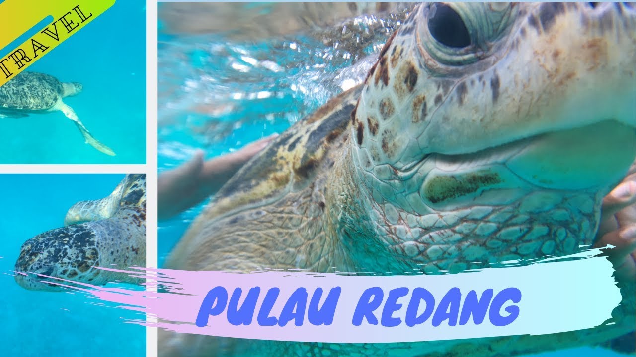Pulau Redang | Malaysia Maldives ?| Turtle Point - YouTube